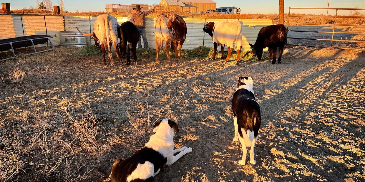 Longhorn Angus Cross