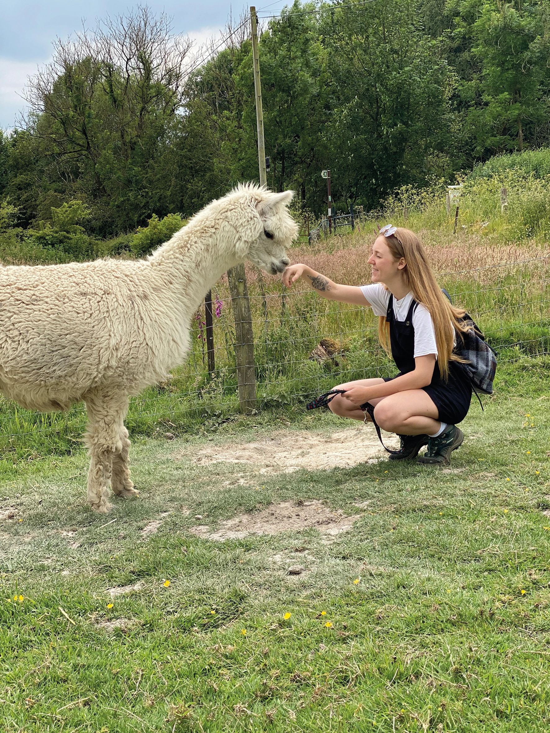 Alpaca Miniature Donkey Walks - Woolly Experiences