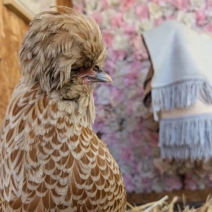 Adopt a Therapy Chicken for a whole year!