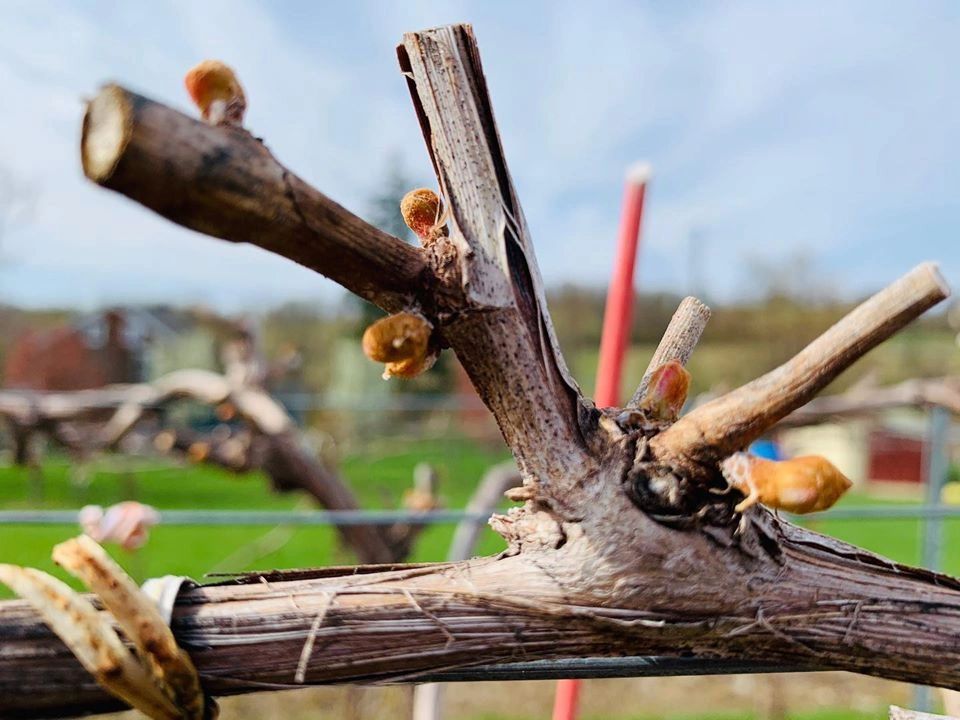 Bud Burst in the spring