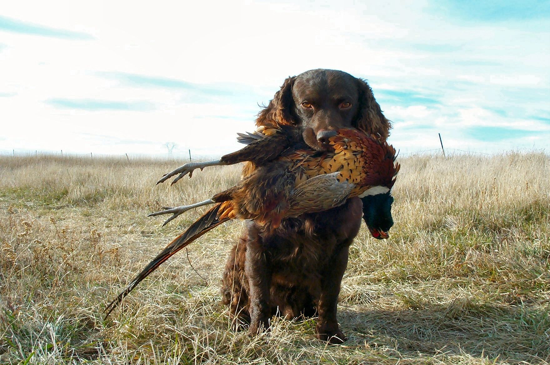 Boykin Spaniel Breed | Texas Trace Kennel
