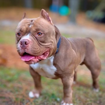 Better Built Bullies - online