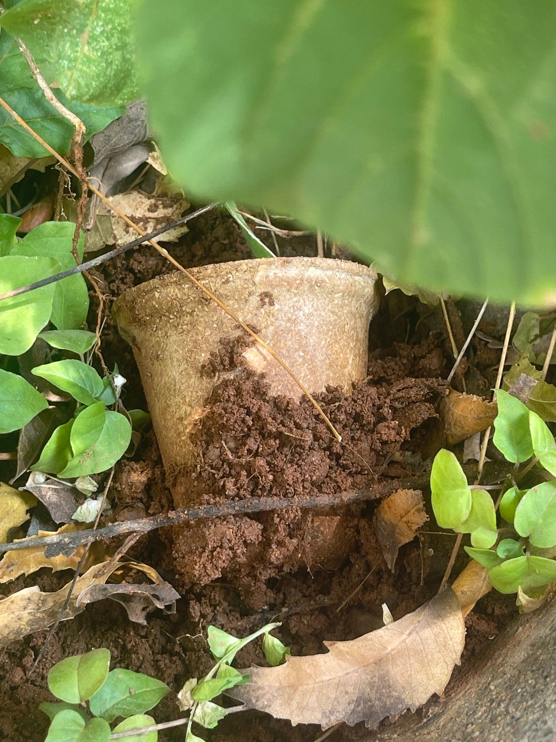 Biodegradable Rice Bran Cups: Your Sustainable Choice