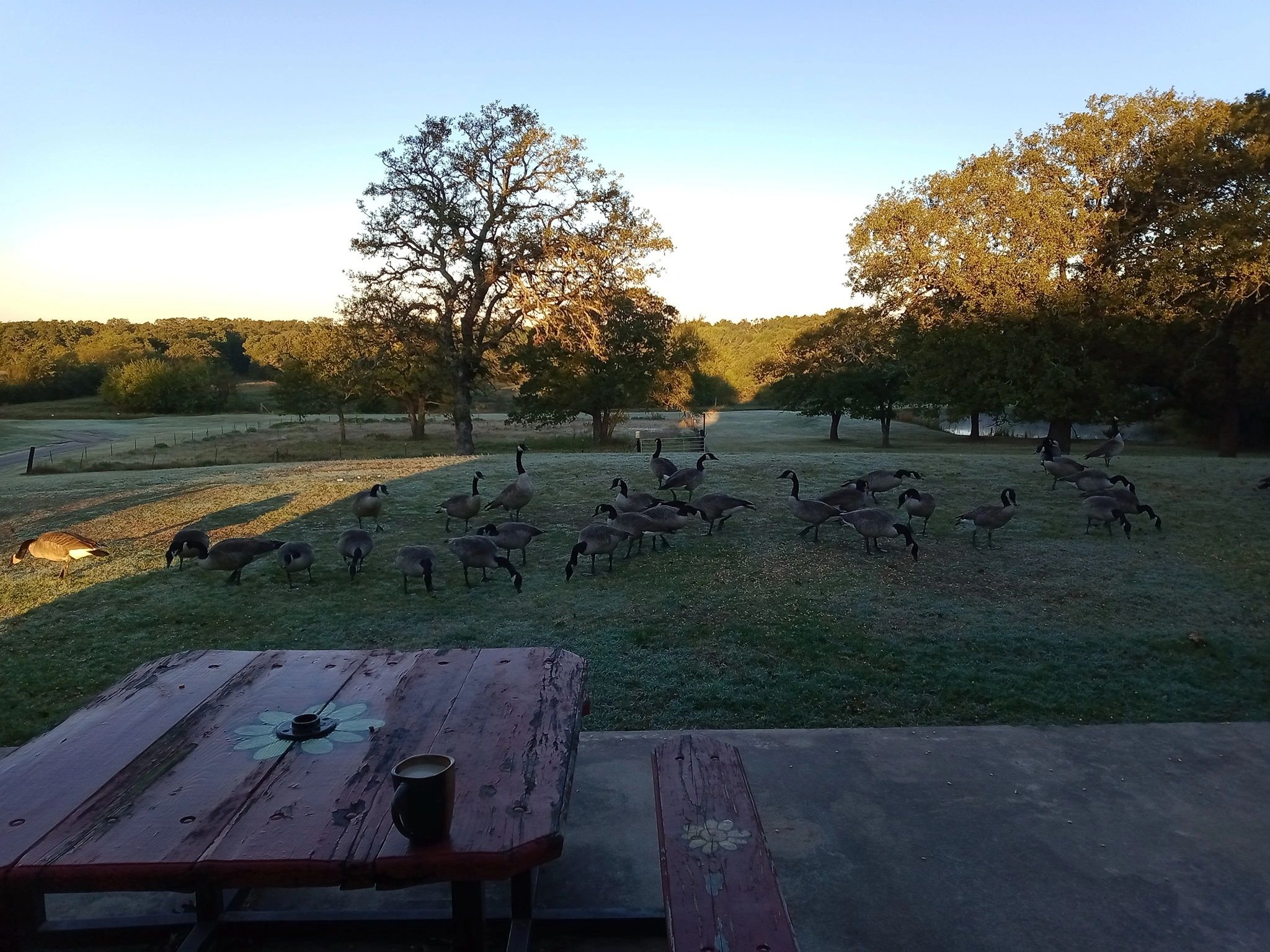 Expert Tree Specialist Services