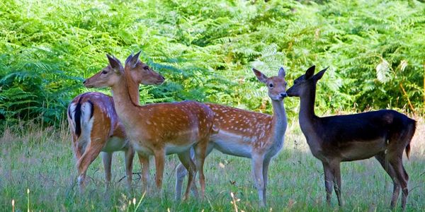 Wildlife Action, Inc., Pee Dee Chapter