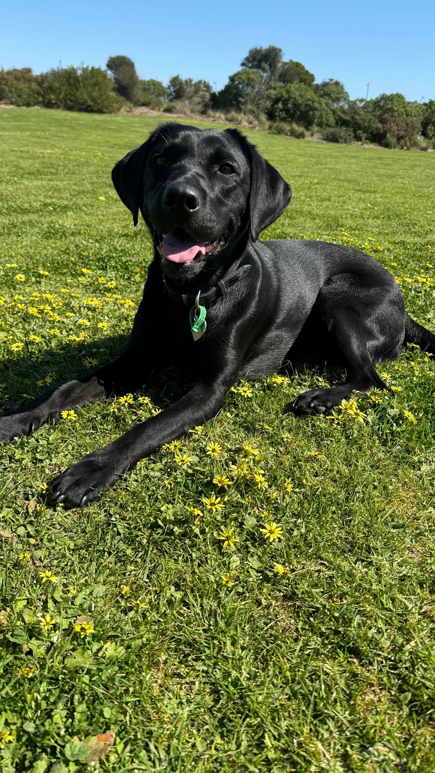 Melbourne Dog Training