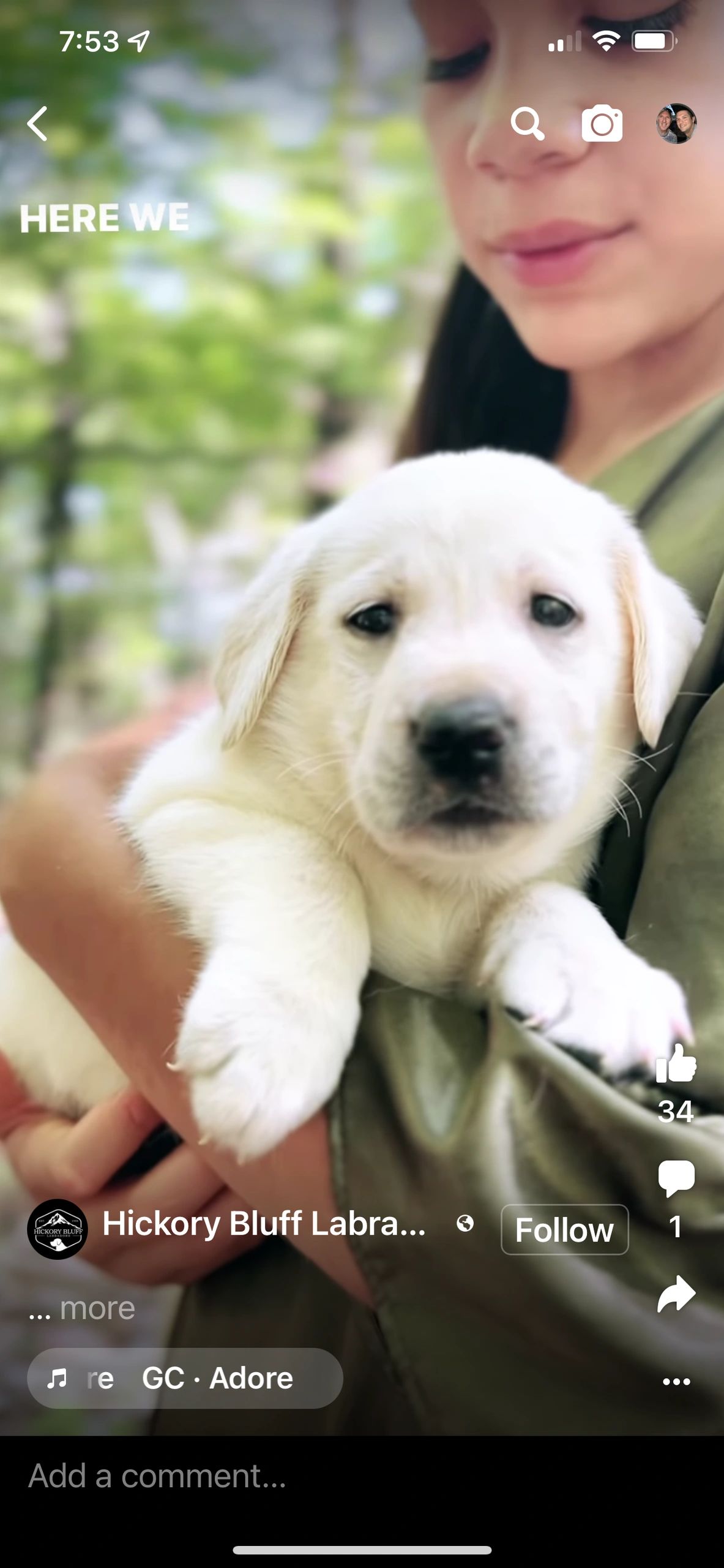 Missouri Magnolias White Labradors - Your Source for White Labradors