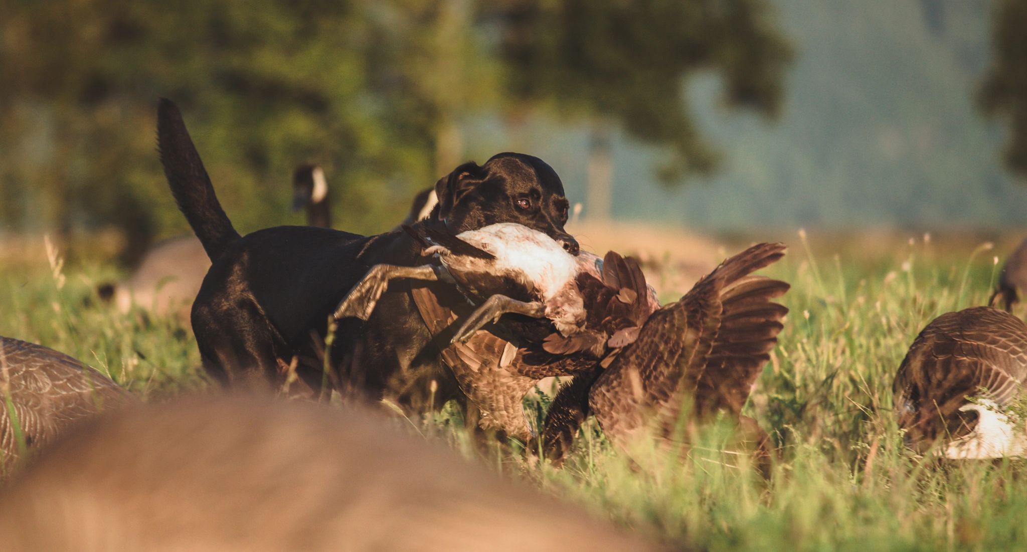 How Akc Field Trials Retriever Works