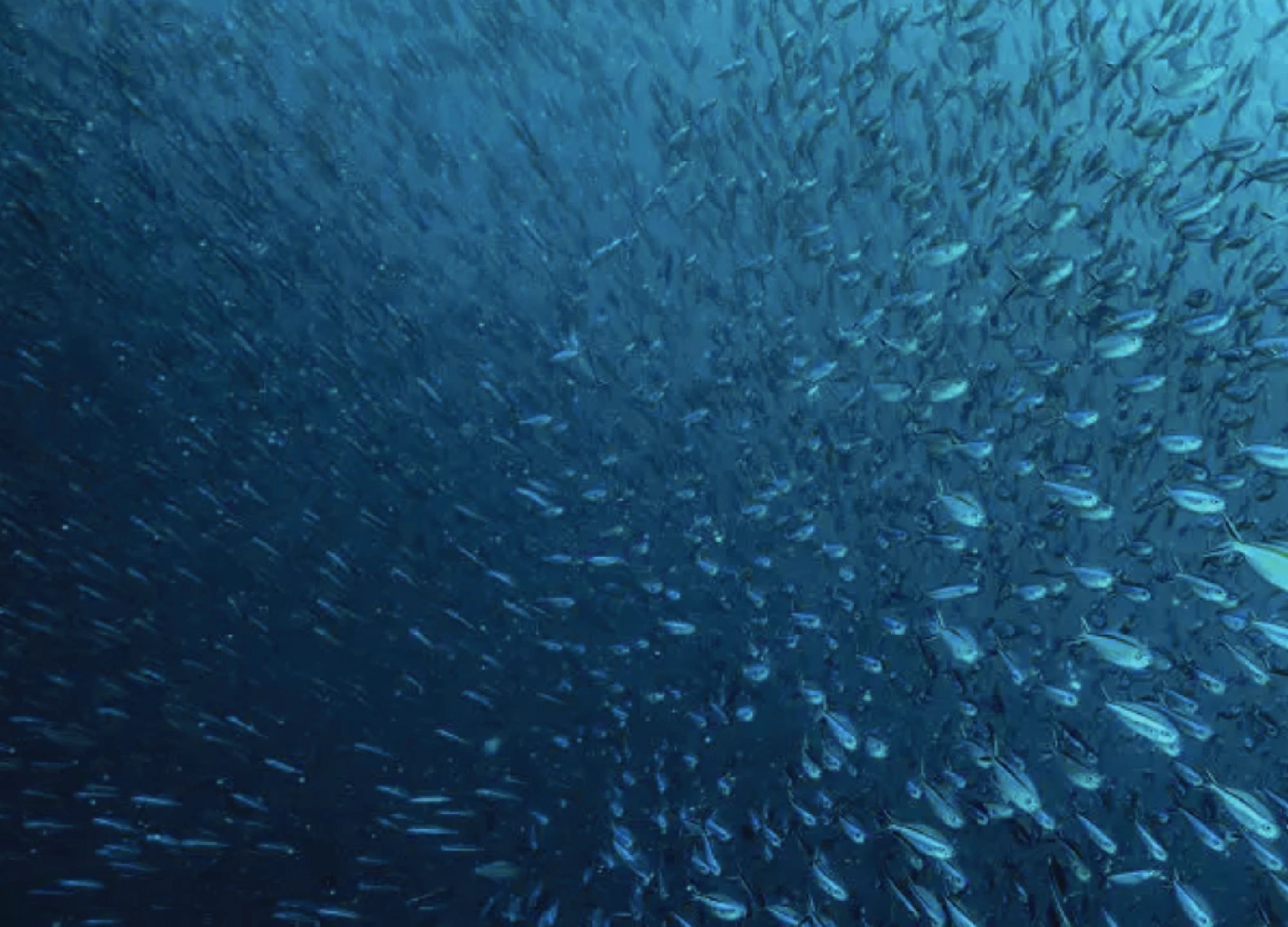 Mark Emmons Venture Partners