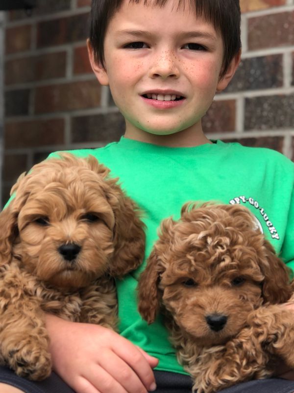 Cavapoochons
