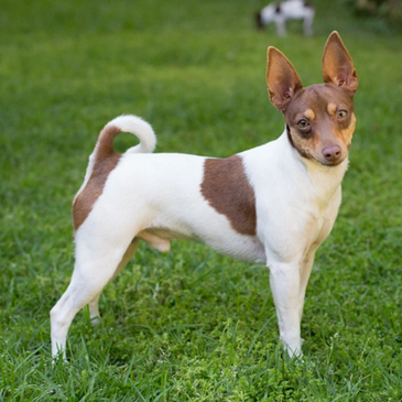 Tenterfield Terrier Club Of Western Australia - Pets, Dog