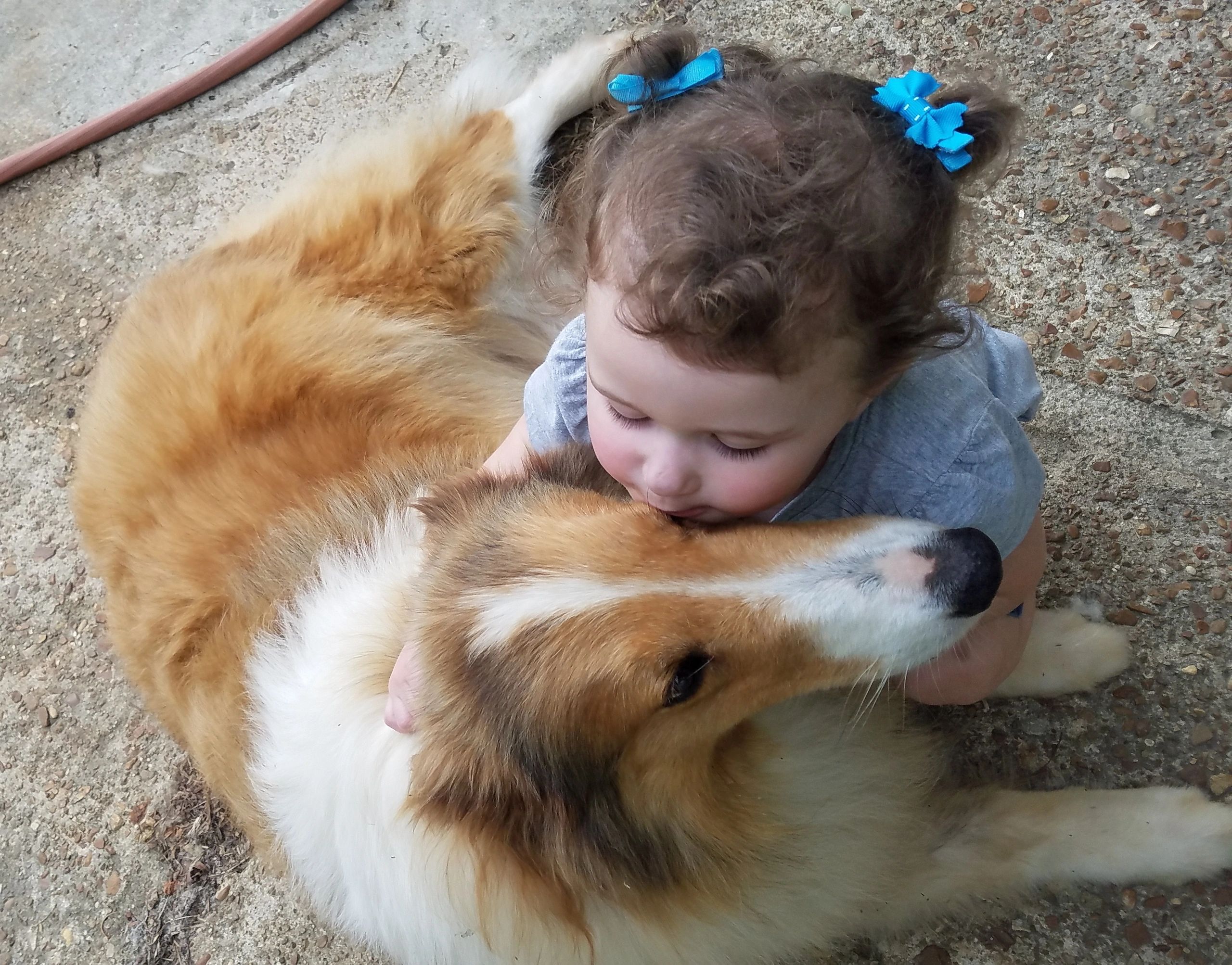 What is a collie really like?