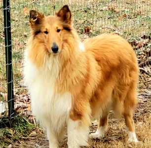 Liberty Collies - Akc Collie Puppies for Sale, Pets, Puppies | Liberty ...