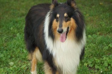 Non-Carrier Collie Puppies - Liberty Collies | Liberty Collies