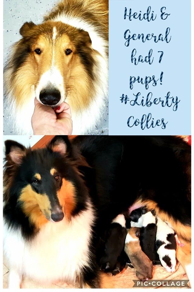 Non-Carrier Collie Puppies - Liberty Collies | Liberty Collies