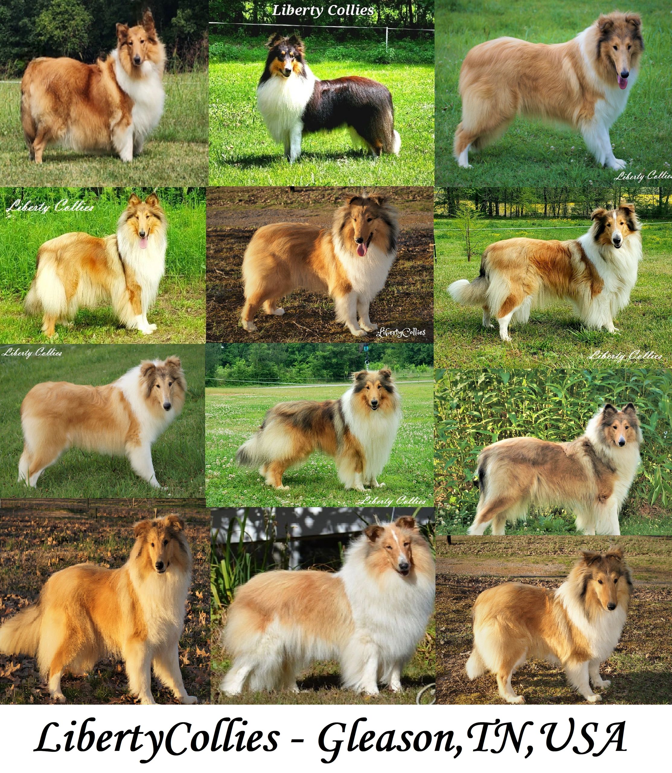 “How many dogs do you have?”