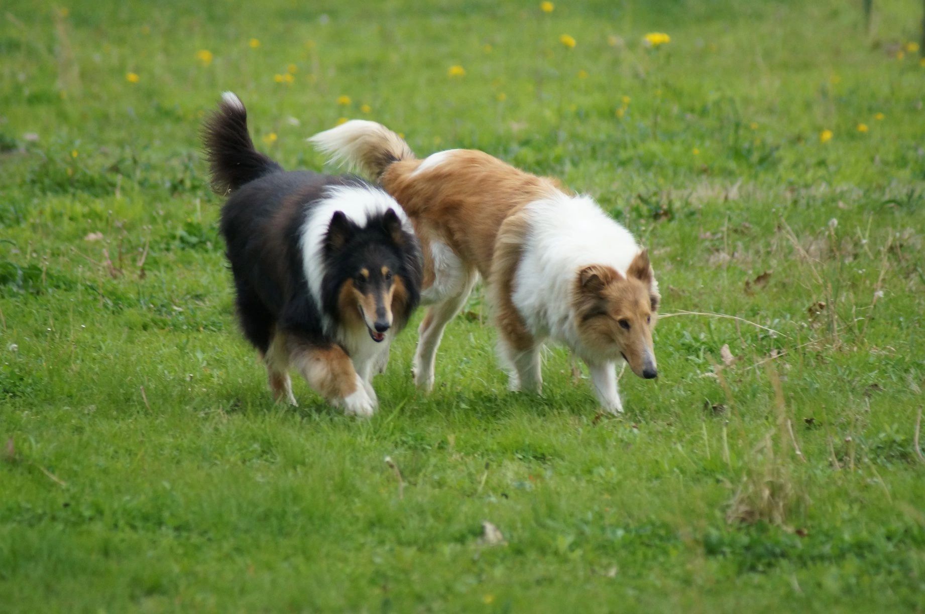 AKC Non-Carrier Puppies - Liberty Collies