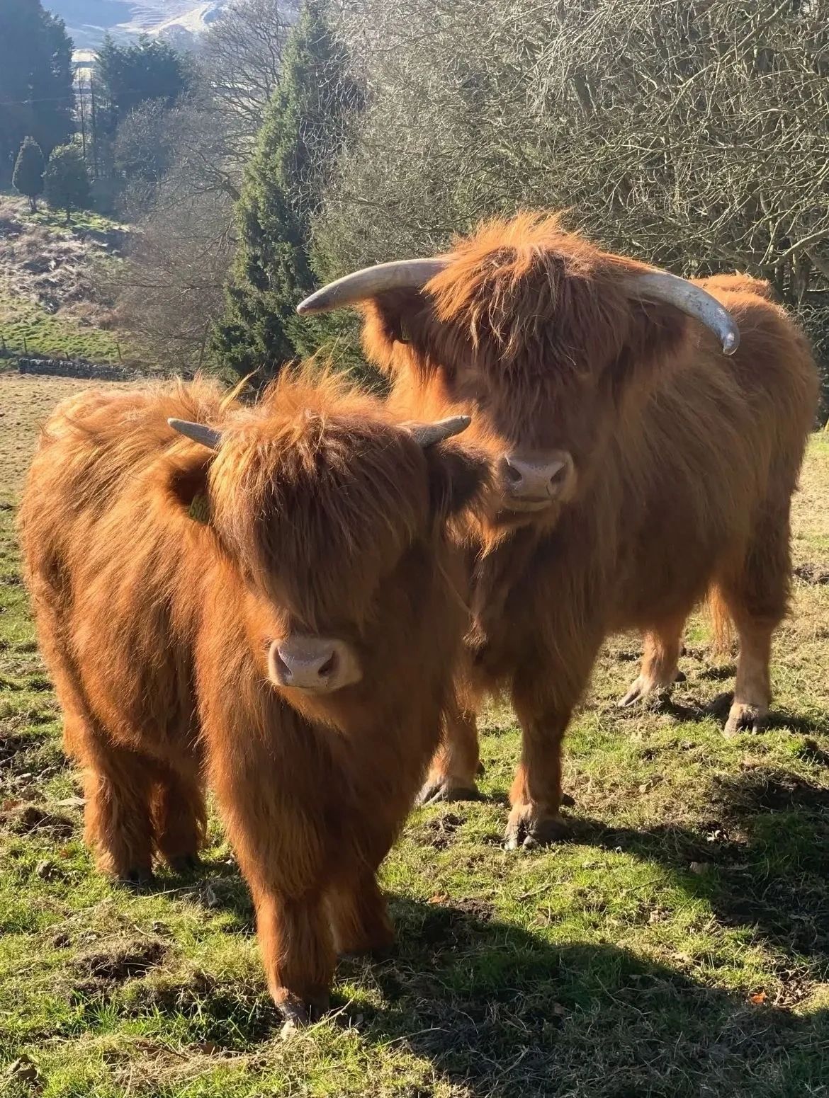 Meet the Animals | Bonnie & Friends Farm Experiences