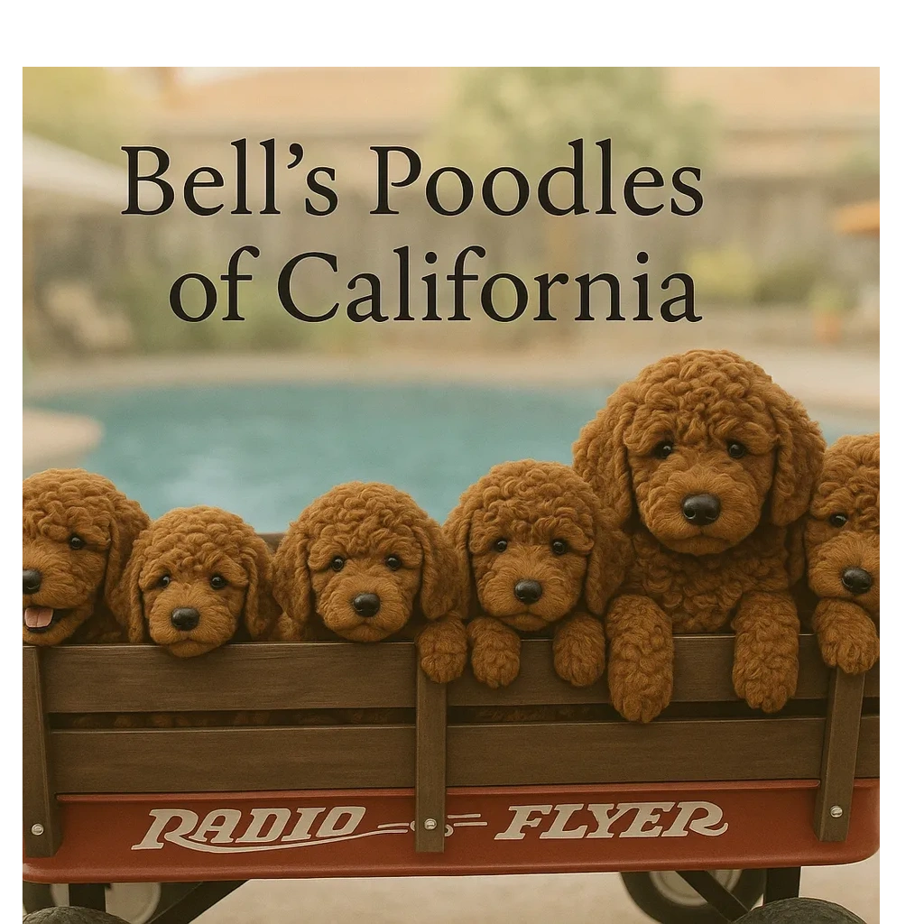 Bells Poodles of California