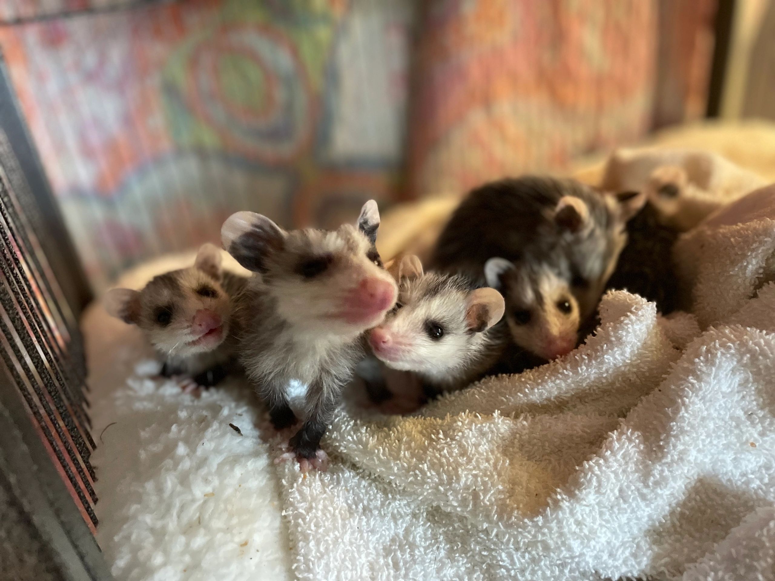 HOME [whalenwildlife.org]