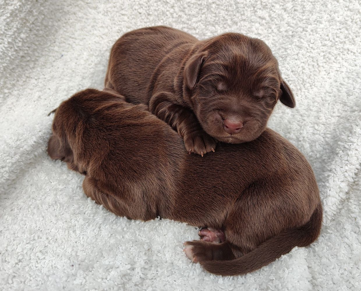 Available Puppies | Labradors of Montana