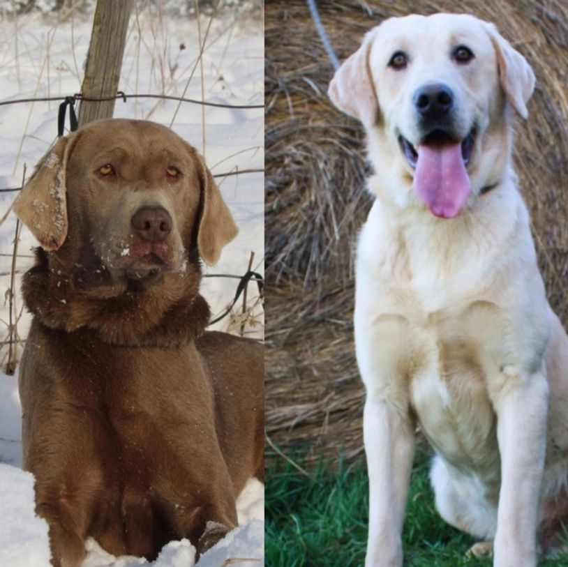 Labradors of Montana - Labrador Puppies, Lab Pups for Sale