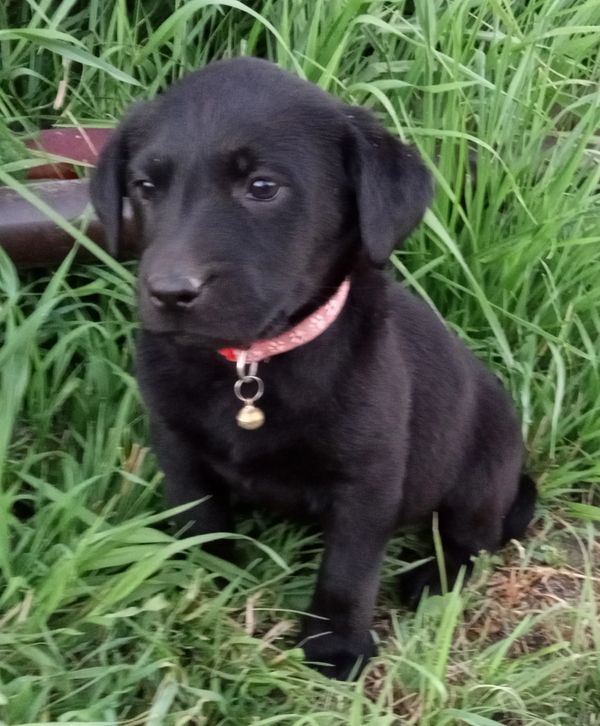 Available Puppies | Labradors of Montana