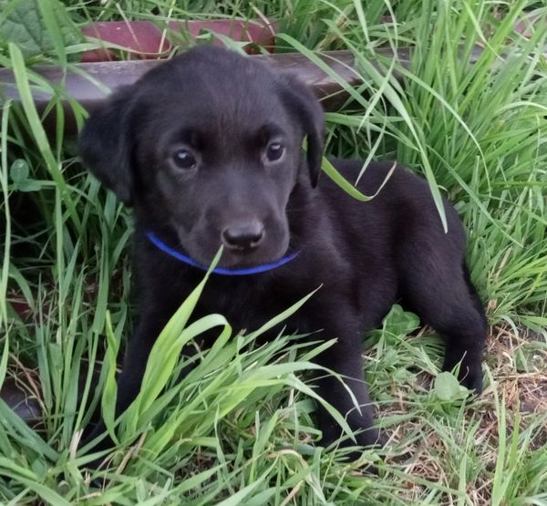 Available Puppies | Labradors of Montana