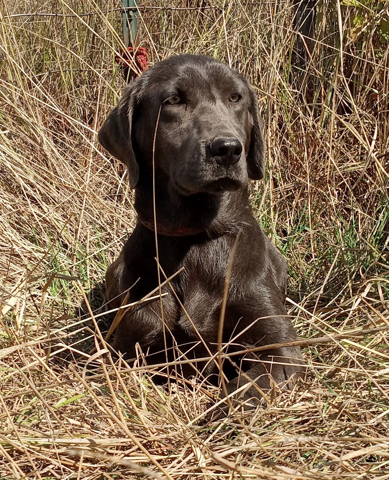 Available Puppies | Labradors of Montana