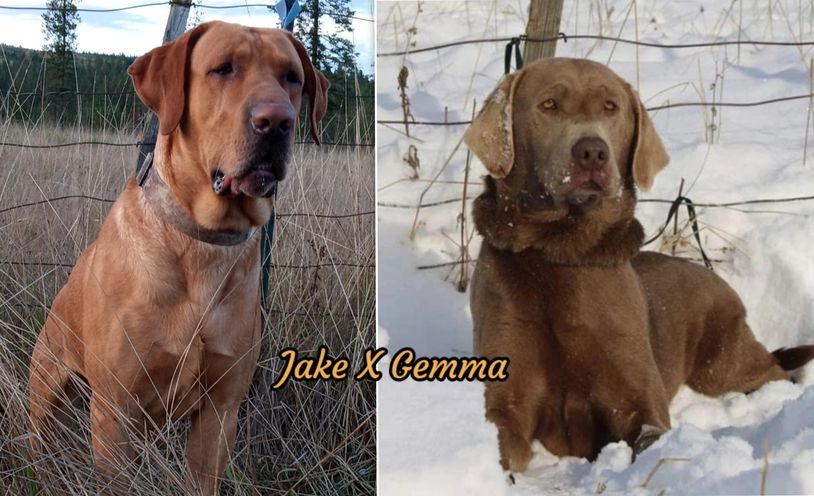 Labradors of Montana - Labrador Puppies, Lab Pups for Sale