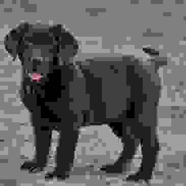 Daaley Kennels - Labradors, German Shorthair