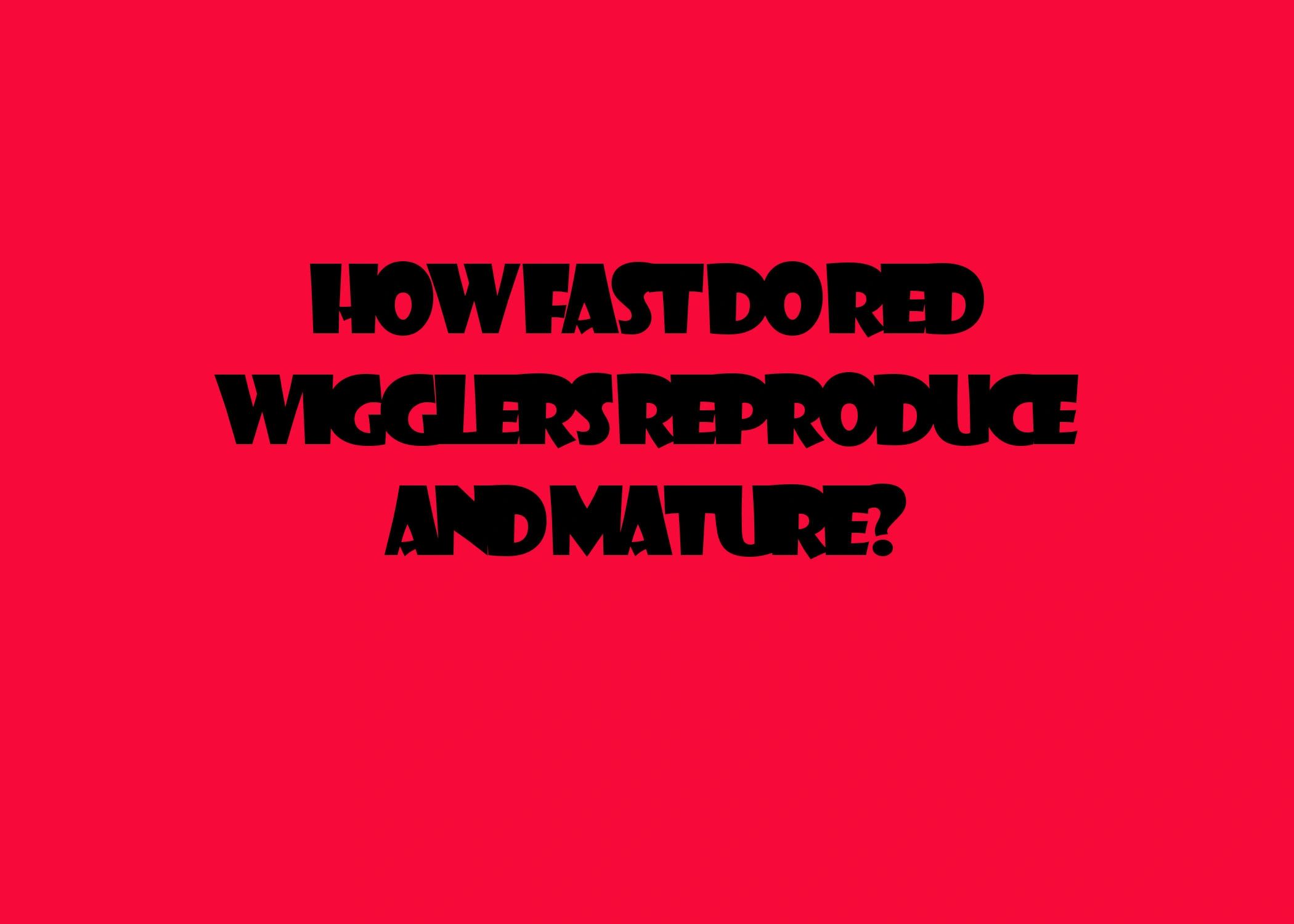 How Fast Do Red Wigglers Reproduce and Mature?