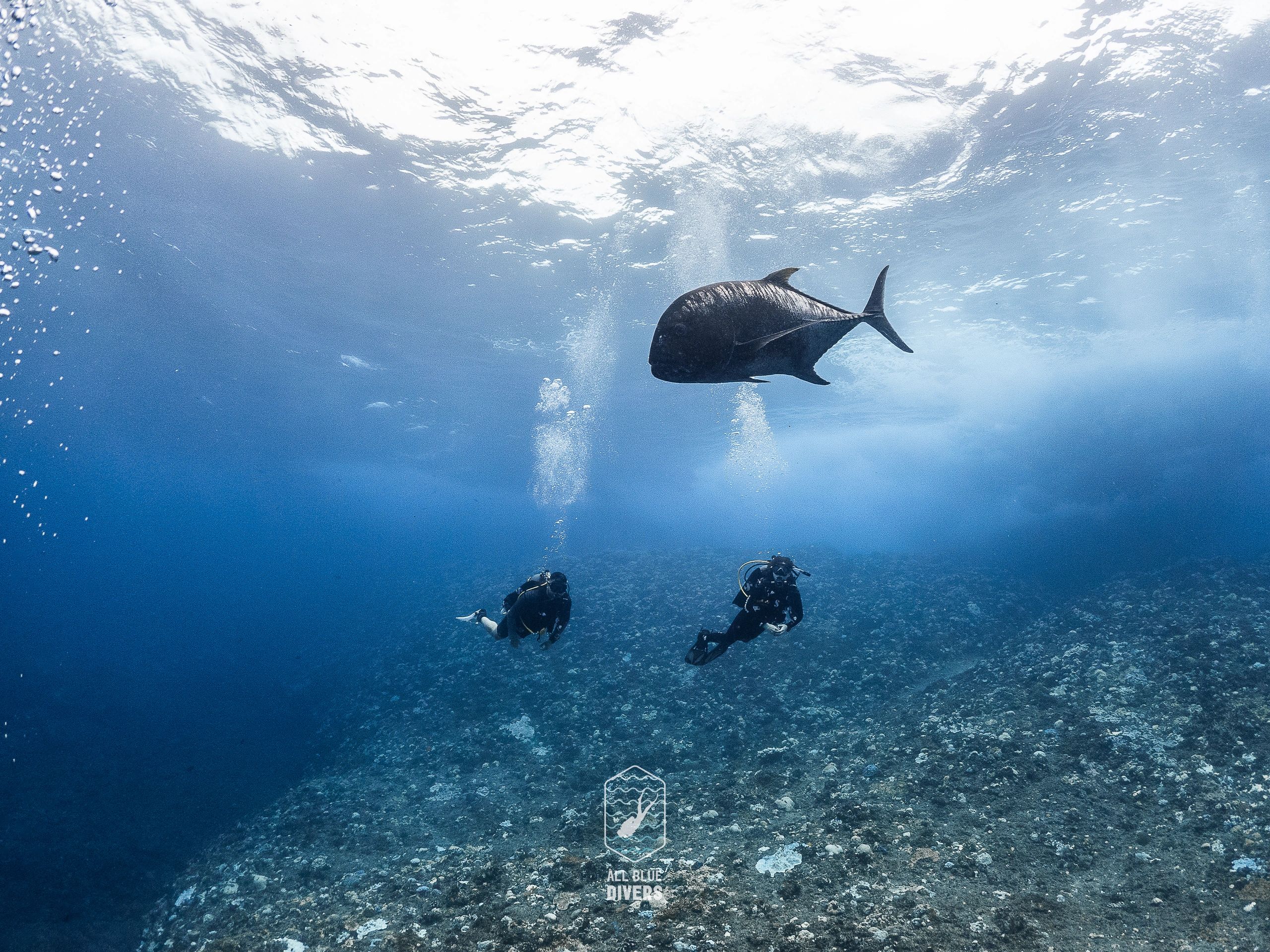 The best dive plan to enjoy great dives in Okinawa.