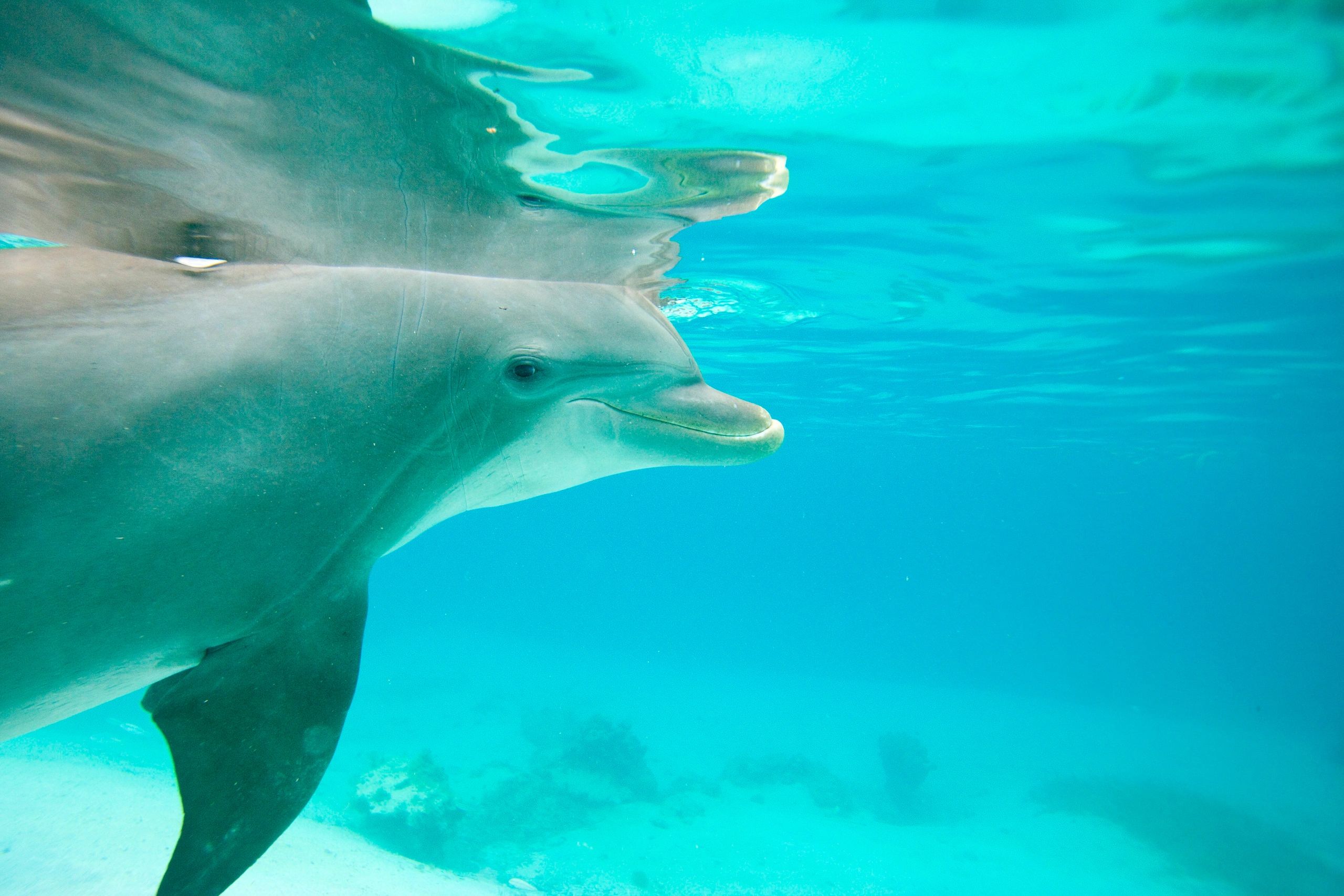 Dolphin Pumps - Aquaculture Pump, Pond Pump, Aquarium Pump