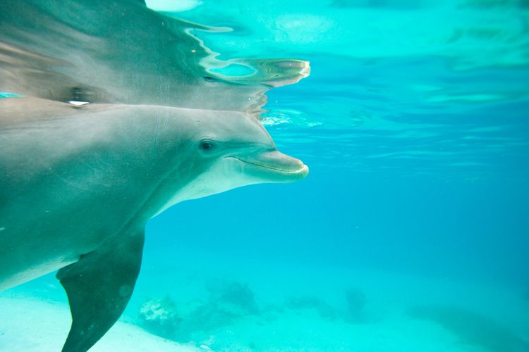 Dolphin Pumps - Closed Loop Pump, Pond Pump, Aquarium Pump