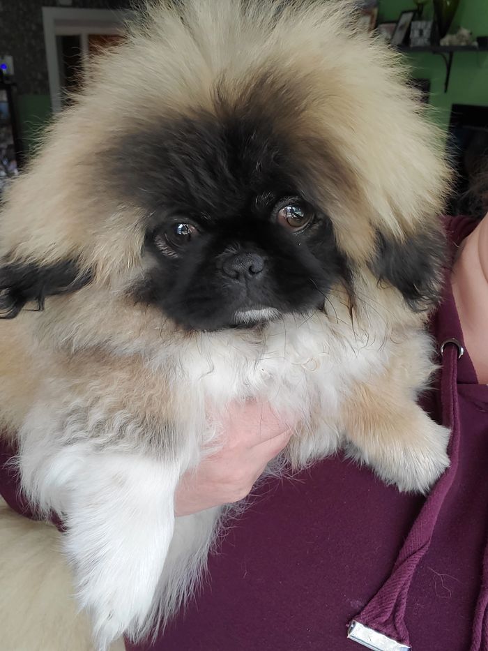 Pekingese Puppies for Sale New York
