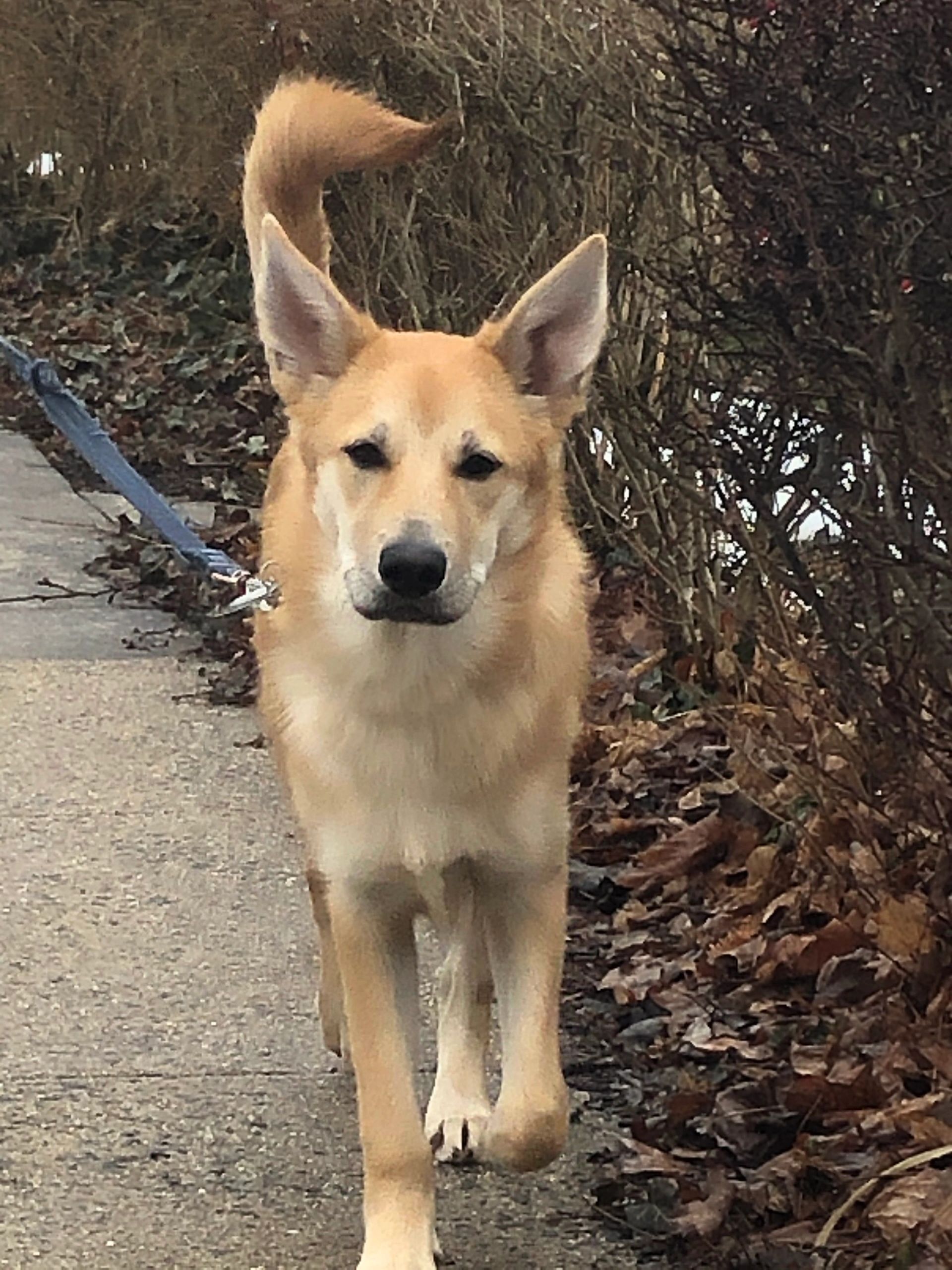 Chinook German Shepherd Mix