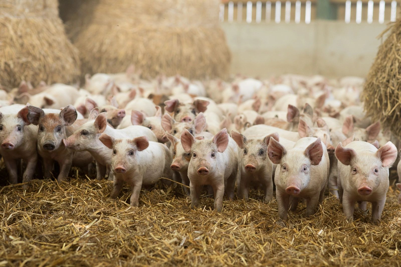 Ian Mosey - Pig Finishing, B&b Pigs, Feed