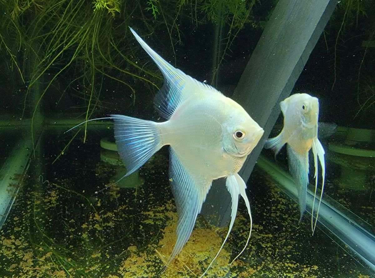 Platinum pearlscale angel 8-10cm