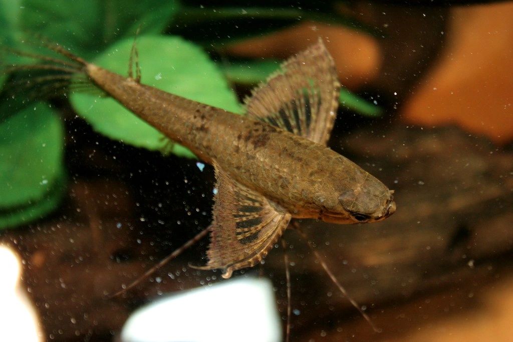 African butterfly fish