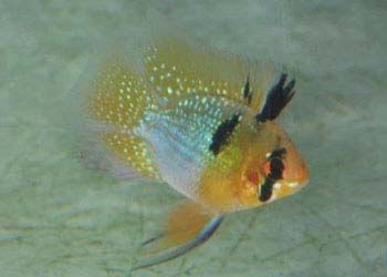 German blue balloon ram