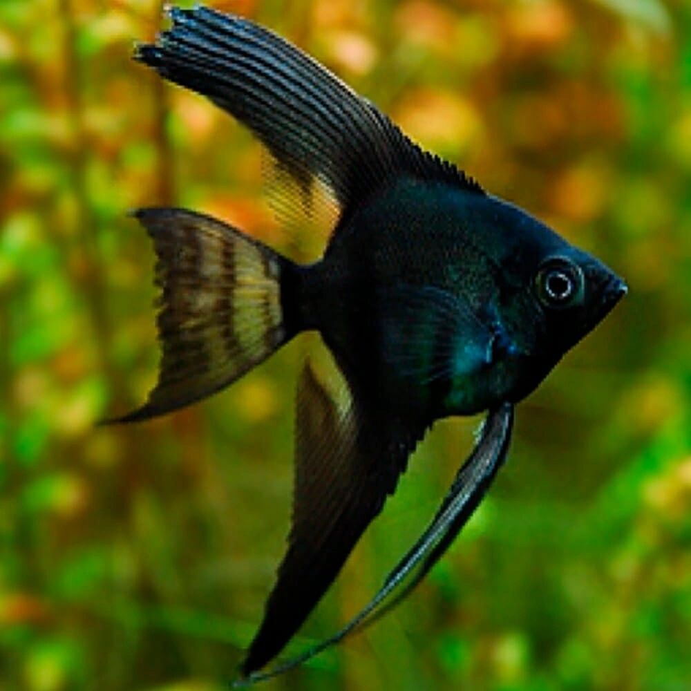 Black veiltail angel import