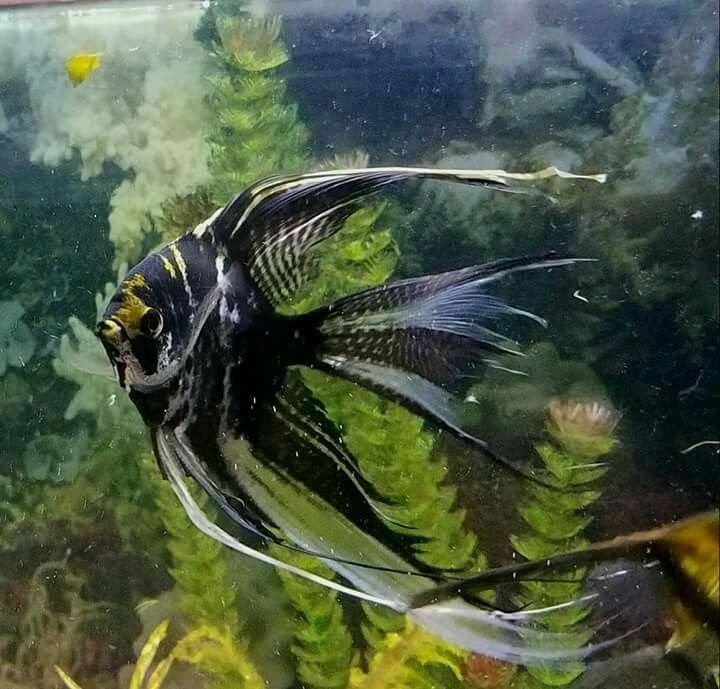 Assorted veiltail angels 3cm