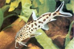 Cuckoo catfish