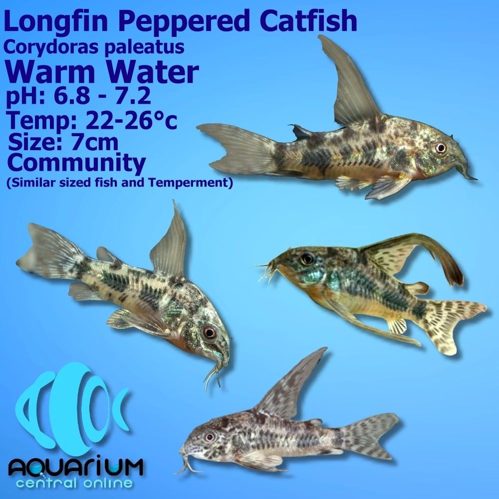 Peppermint longfin cory
