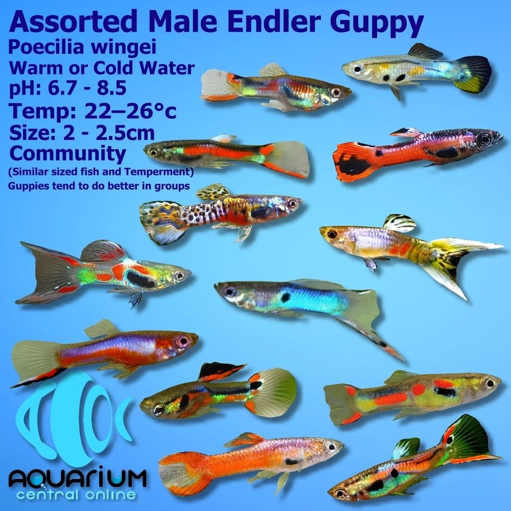 Assorted male endlers