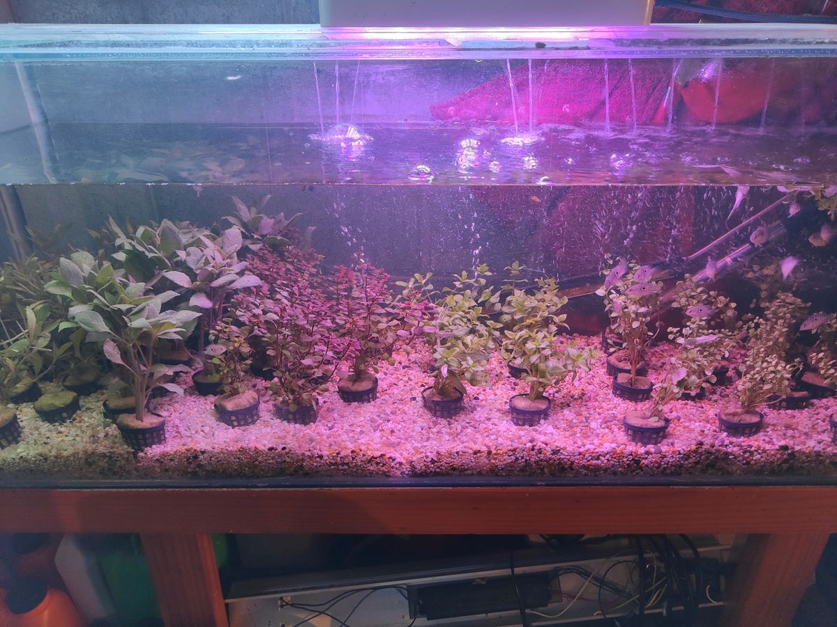 Assorted potted plants