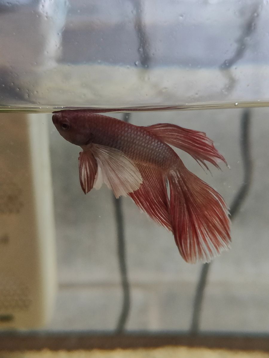Dumbo ear longfin betta
