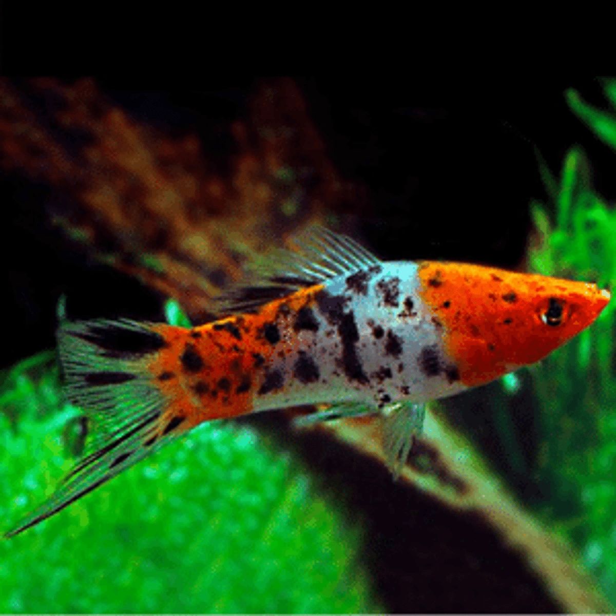 Sanke koi swordtail