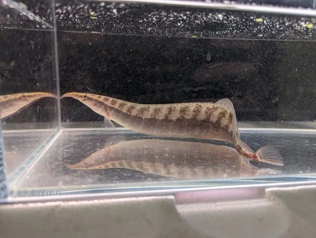Spiney eel 25cm
